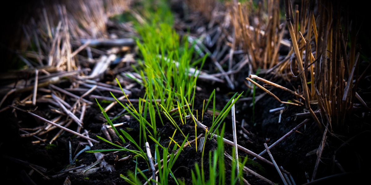 We Are Growing Food For The Planet And For Our Guests | Rewild Things