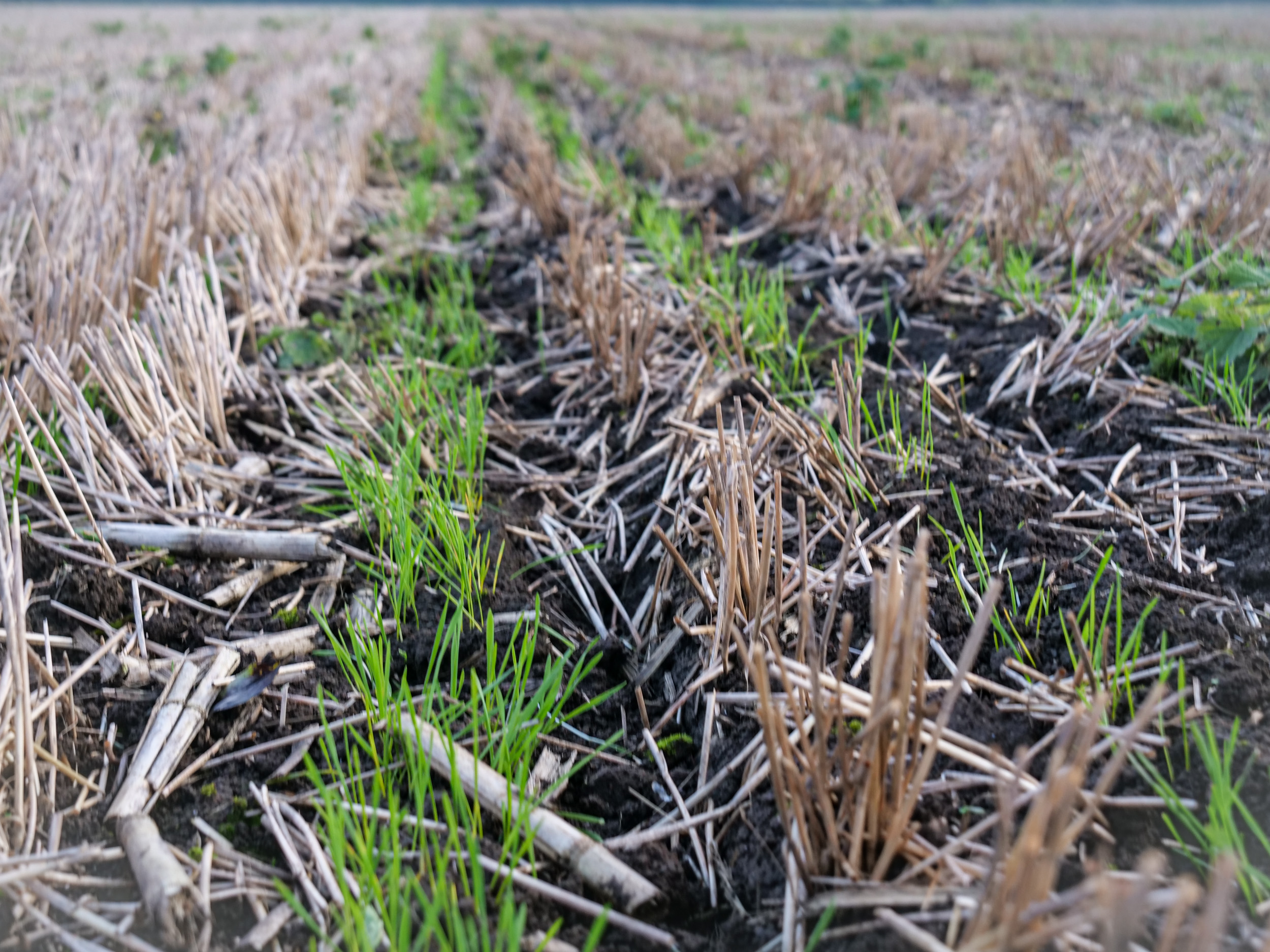 We Are Growing Food For The Planet And For Our Guests | Rewild Things