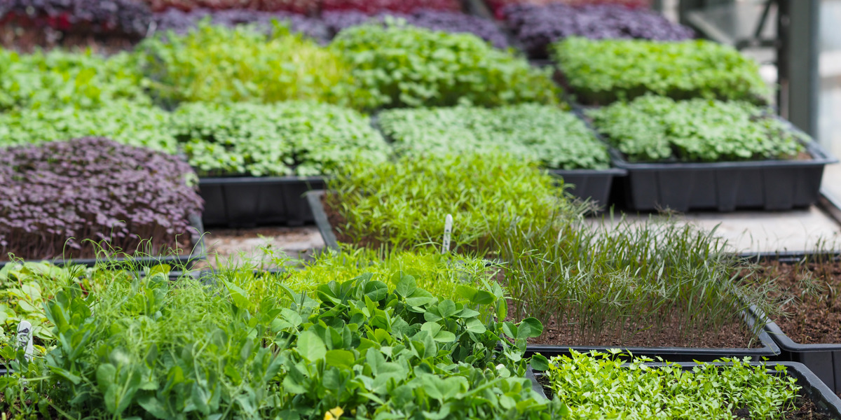 We Are Growing Food For The Planet And For Our Guests | Rewild Things