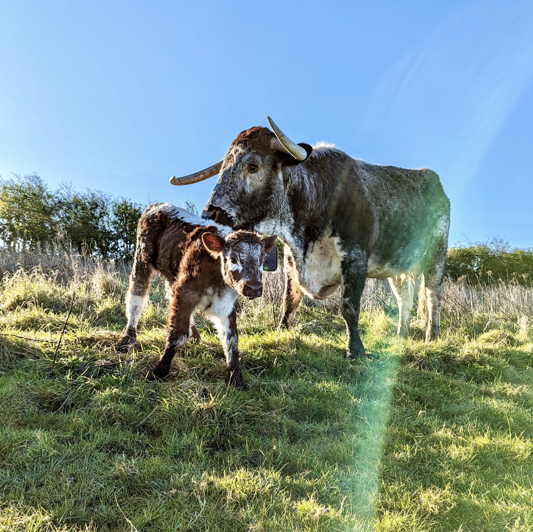 Discover Treehouses, Rewilding and Regenerative Farming at Elmore Court ...