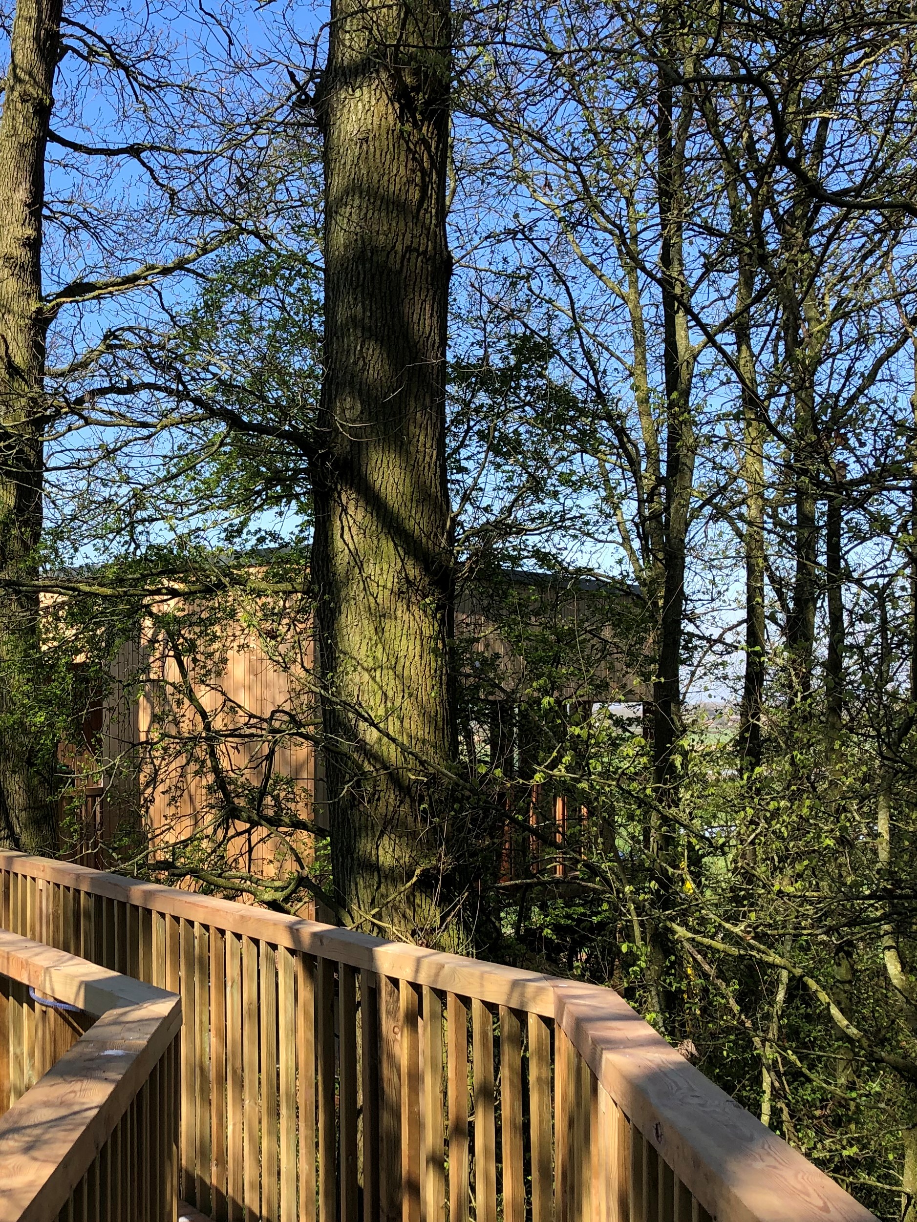 Treehouses, Rewilding and Wild Swimming at Elmore Court Estate | Rewild ...