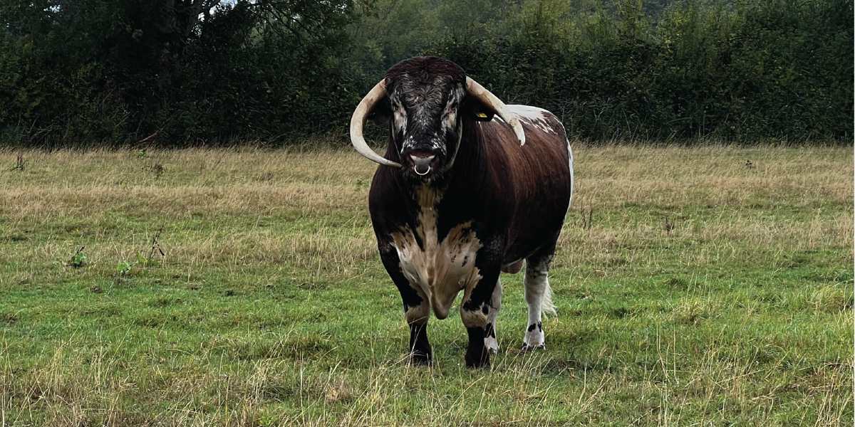 September Journal at Elmore Estate: Rewilding, Wildlife & Signs of ...