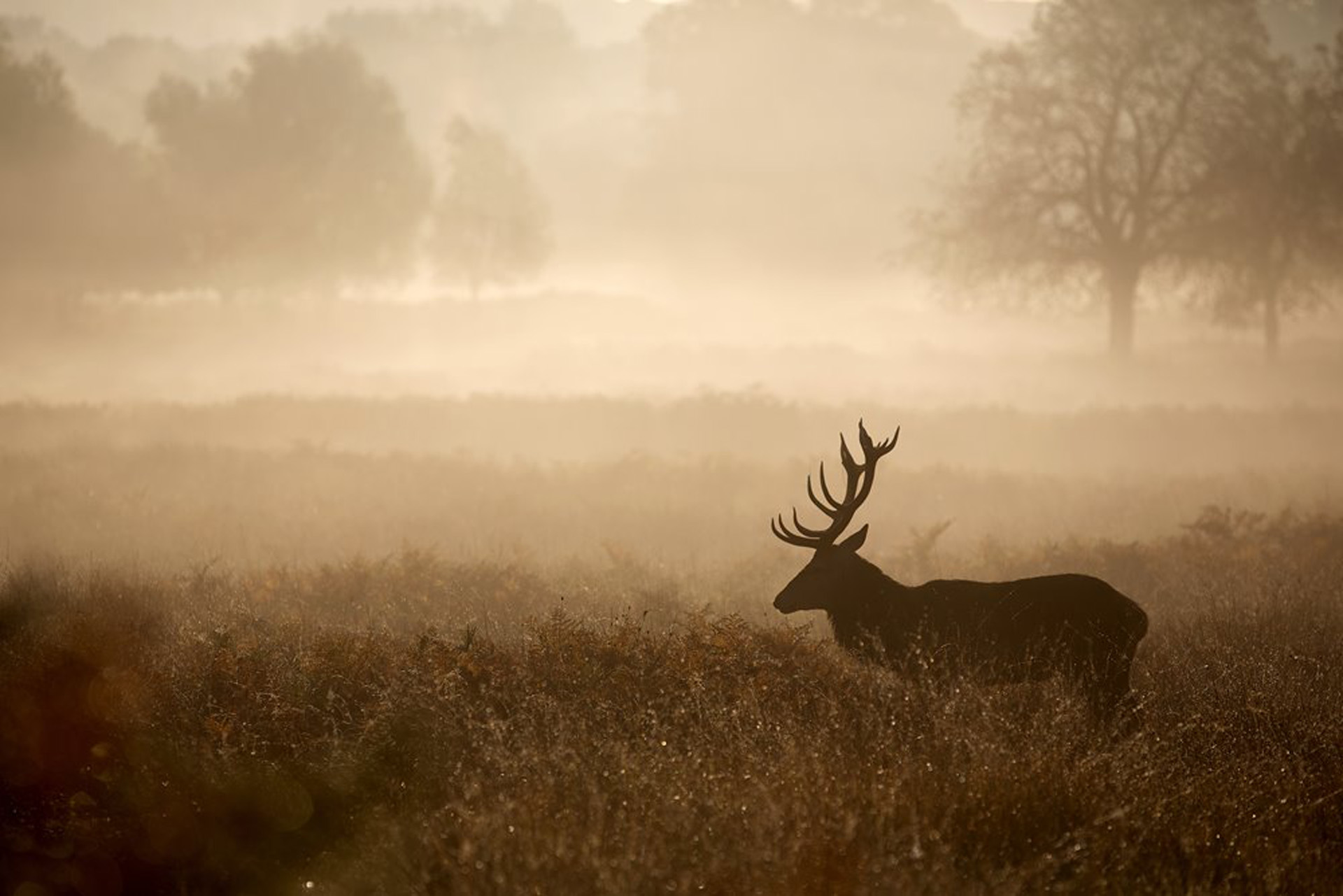 Our Rewilding Project and what it means for the estate | Rewild Things